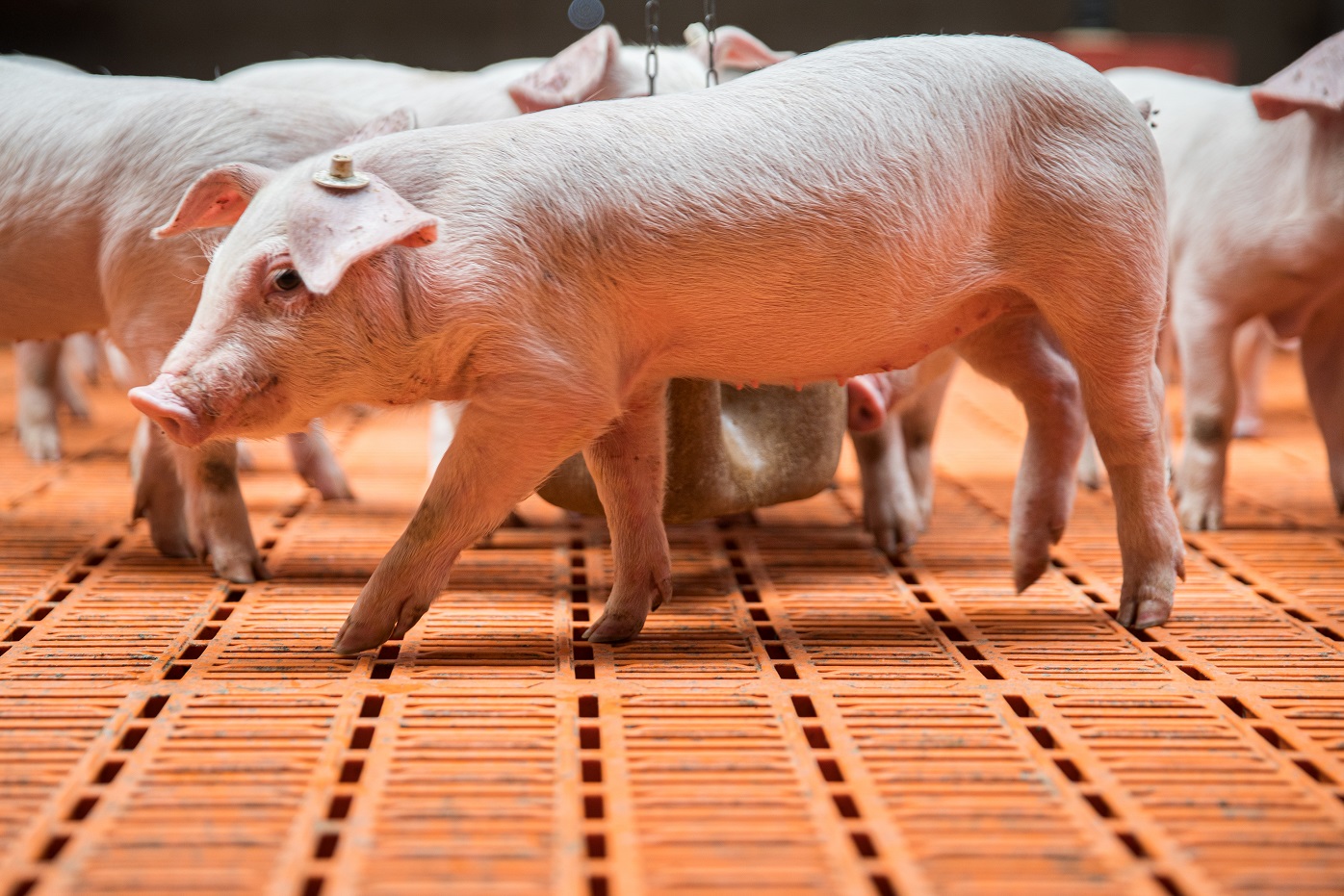 Disenteria Suína: Fatores de Risco e Prevenção