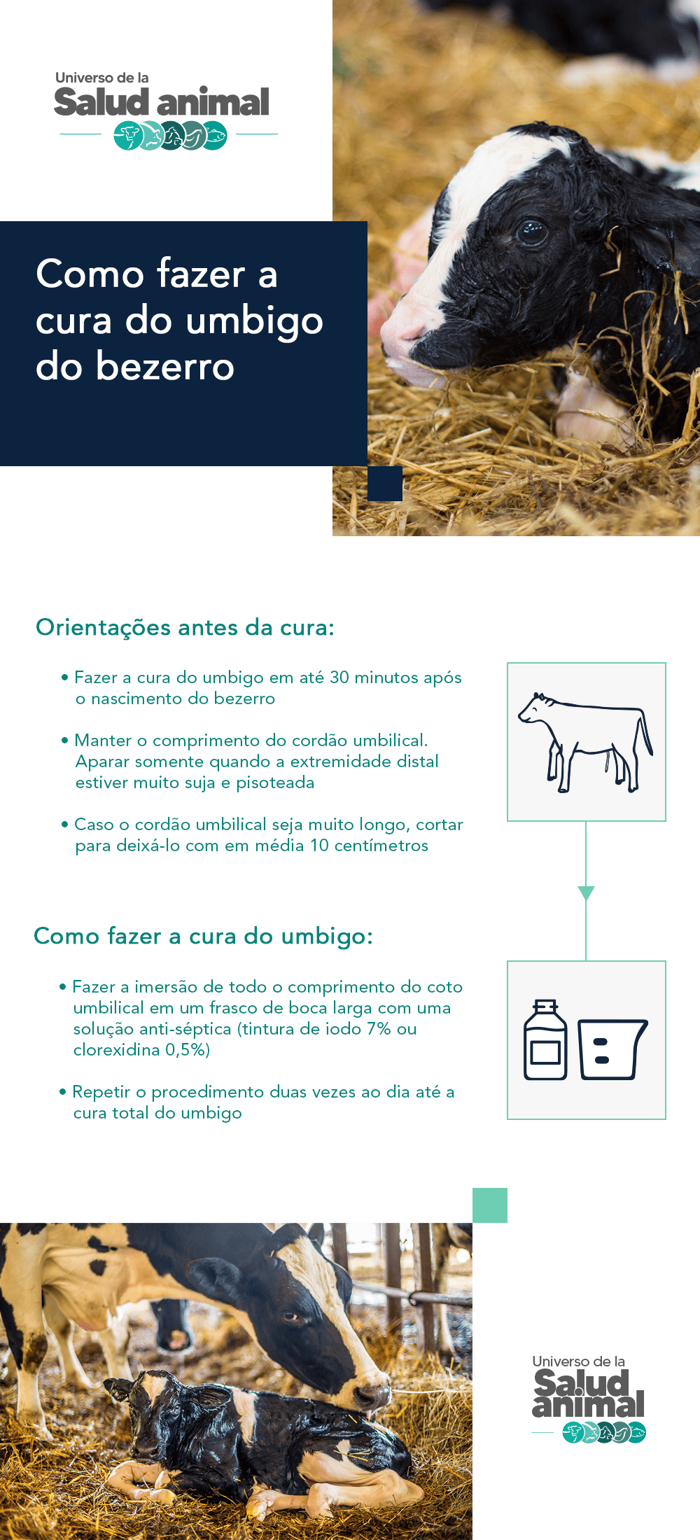 Onfaloflebite em Bezerros: Como Cuidar da Saúde Animal