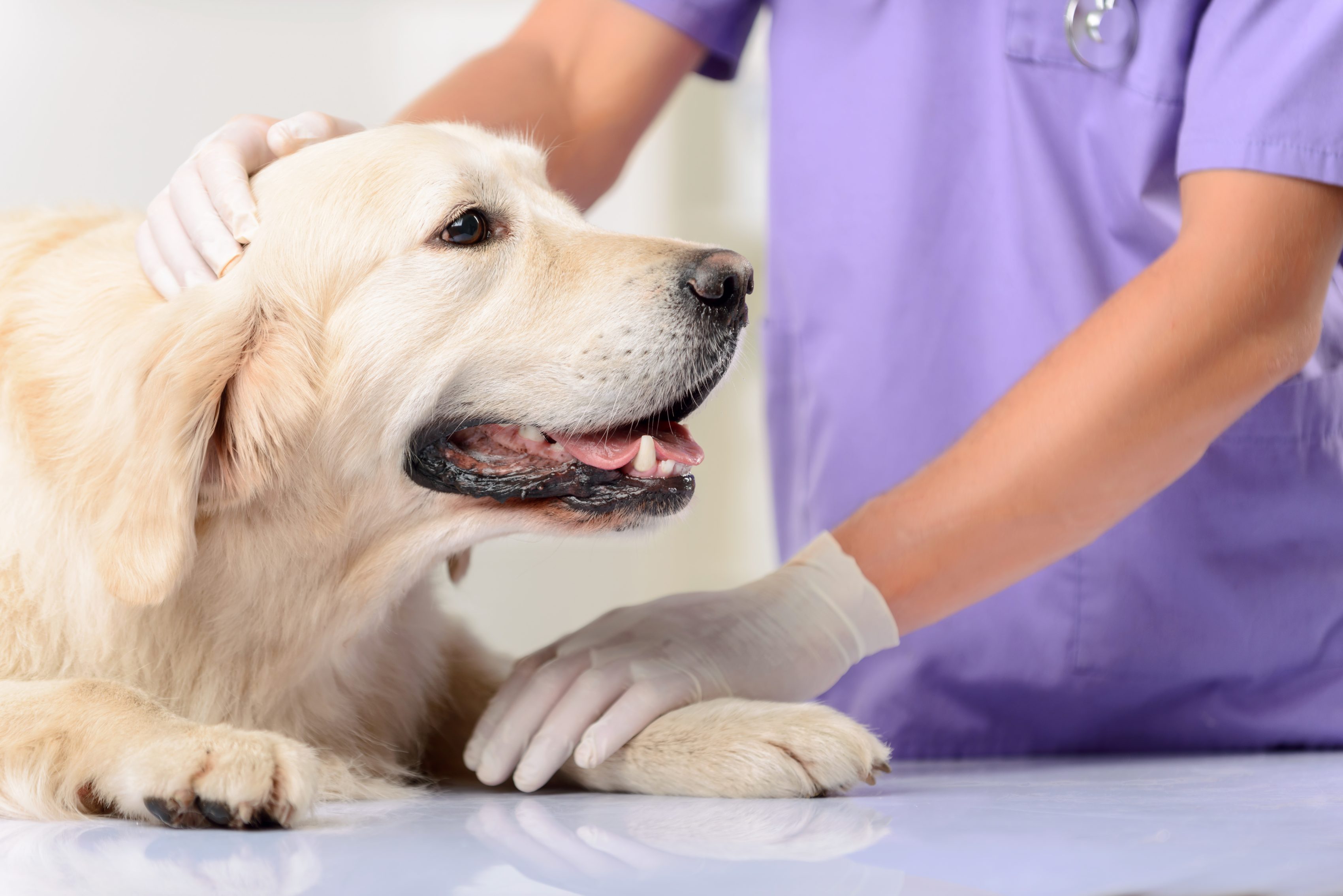 Leishmaniose Canina: Transmissão e Epidemiologia