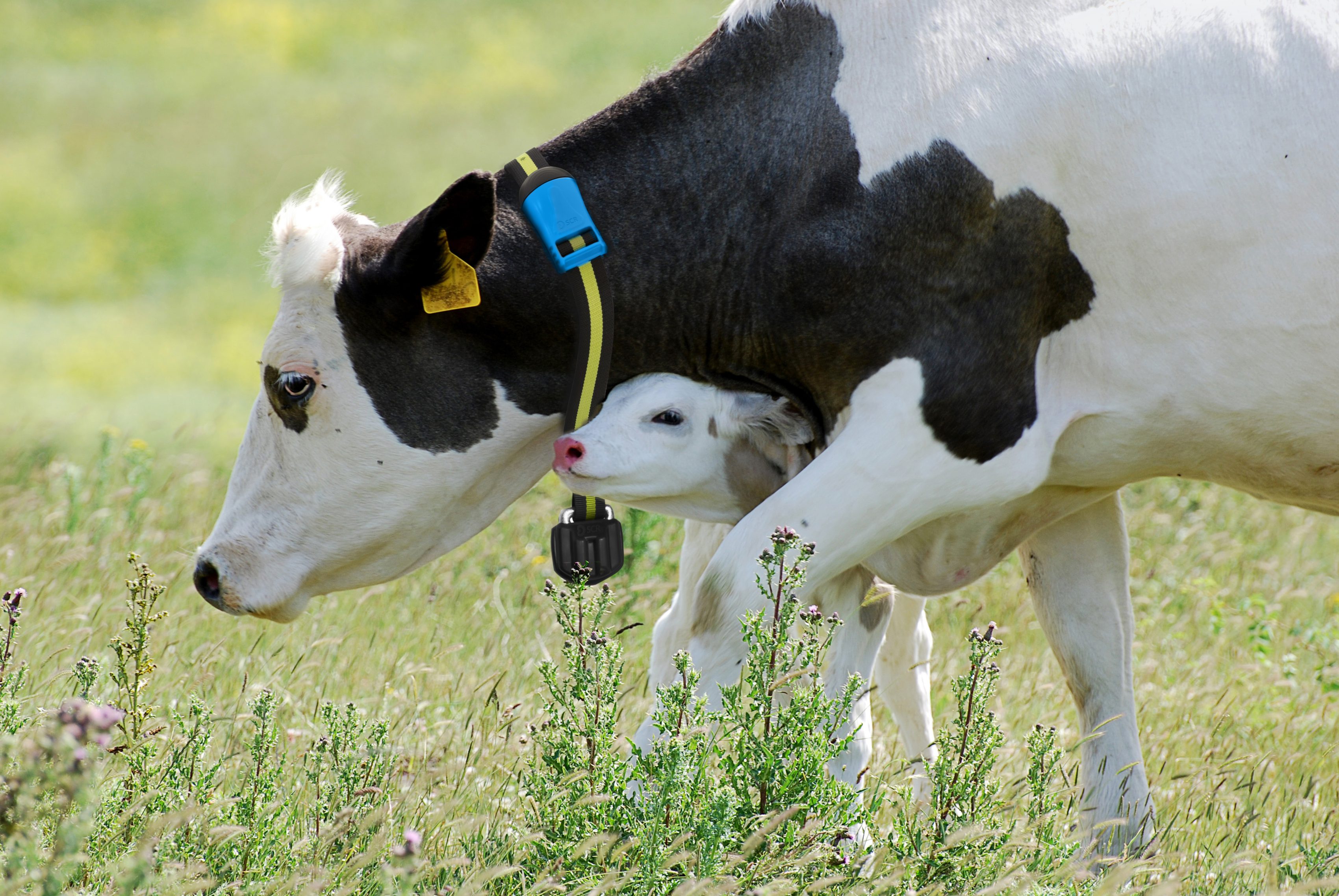 Febre do Leite e Hipocalcemia Bovina: Prevenção e Cuidados