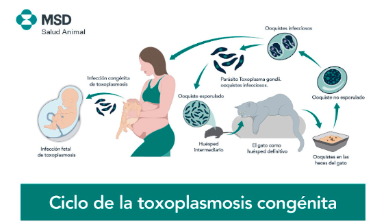 Gravidez e Toxoplasmose - Universo da Saúde Animal