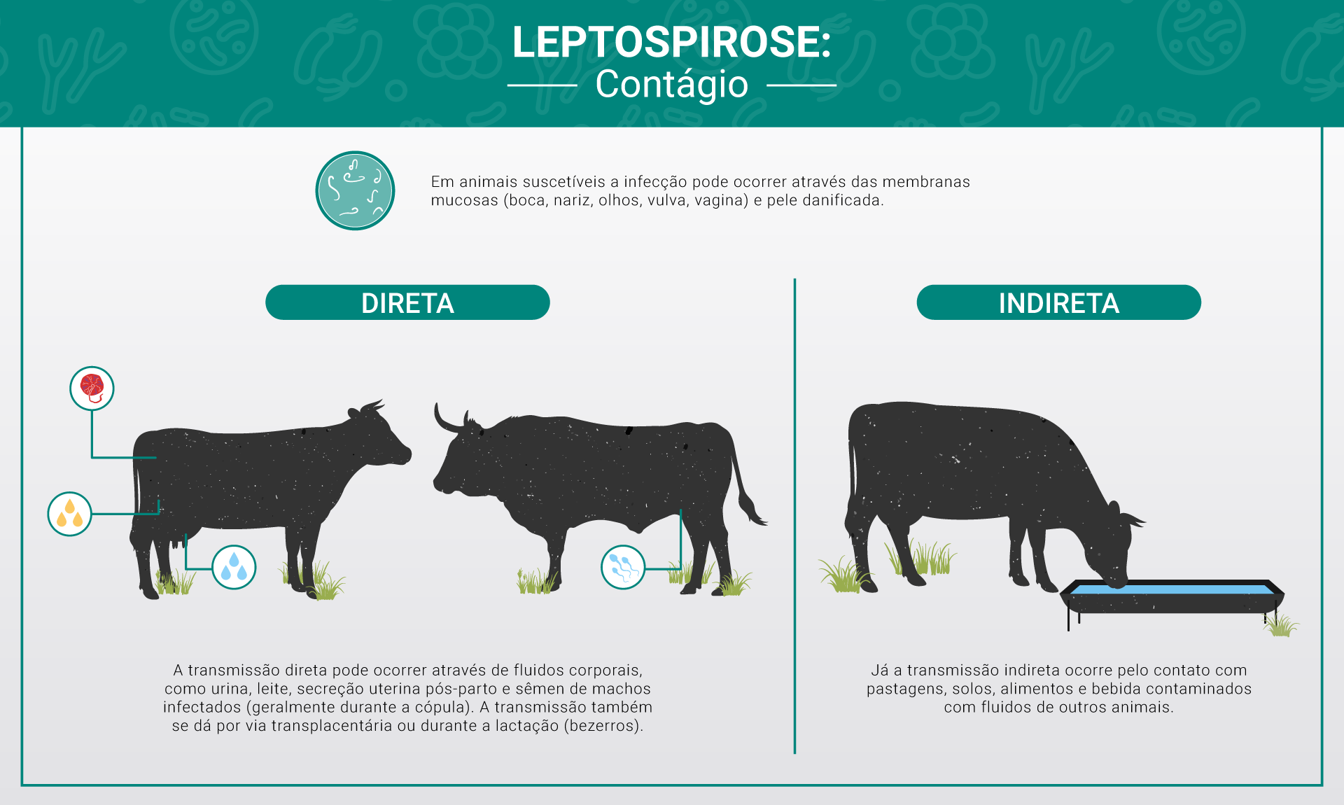 Leptospira interrogans: Manejo, controle e tratamento em bovinos ...