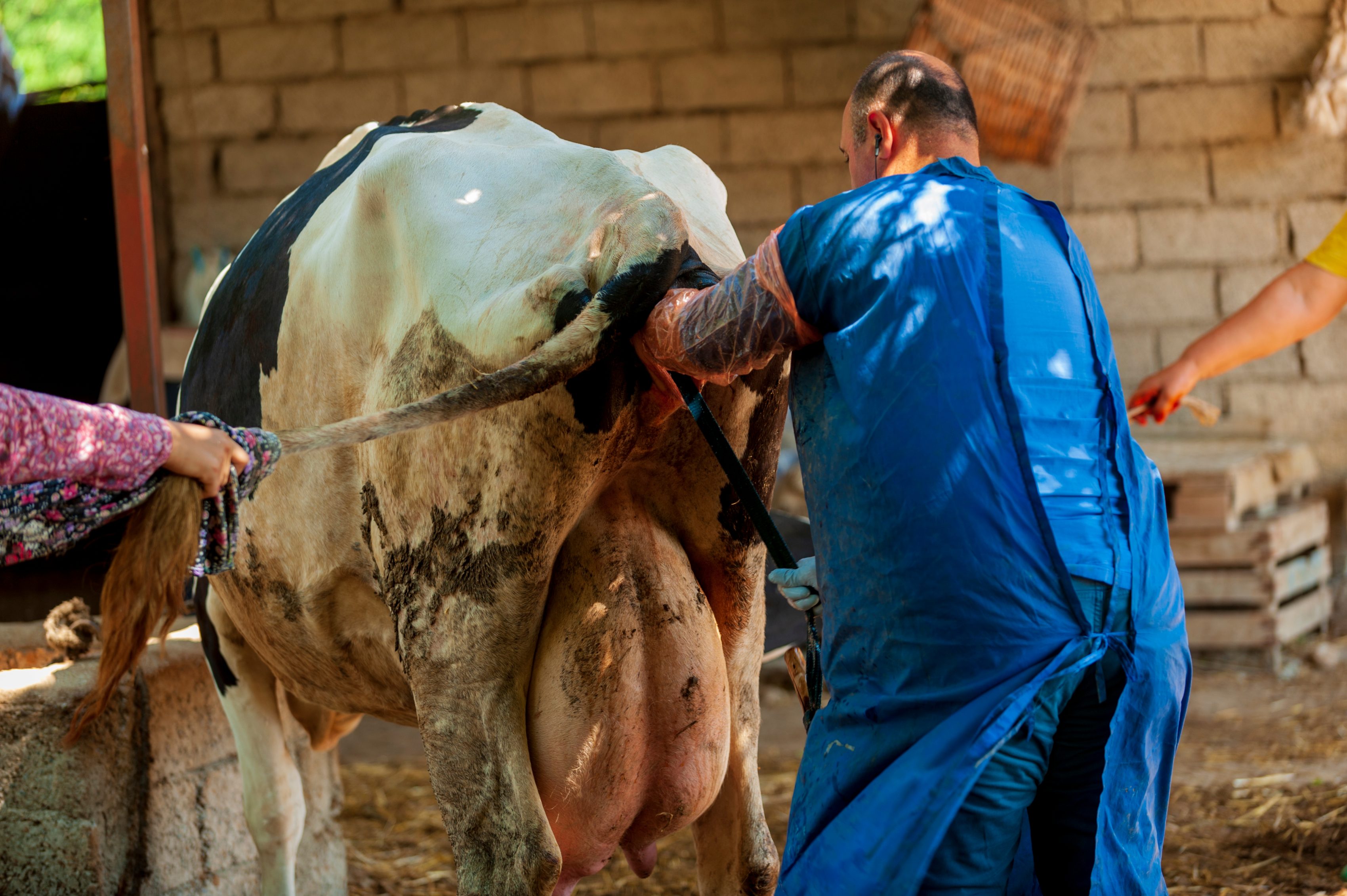 Distocias em vacas: problemas e soluções no parto