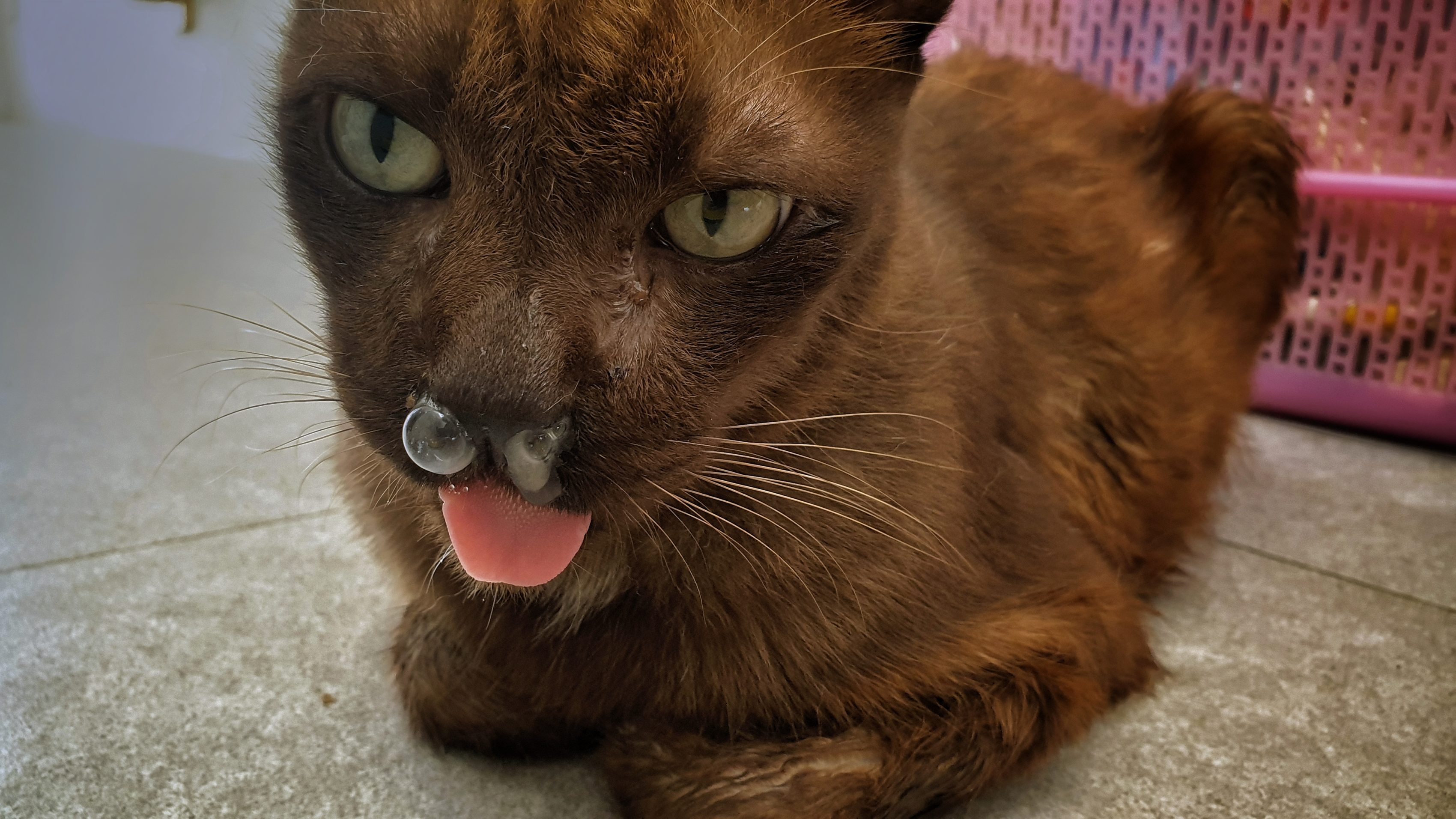 Sinais de gripe felina e tratamento