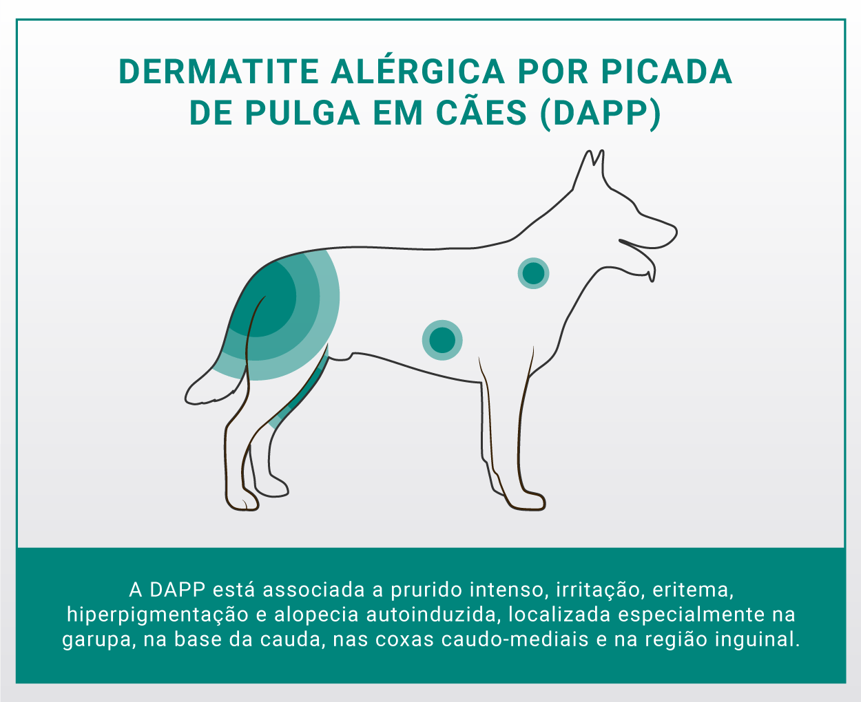 Dermatite alérgica por picada de pulga em cães (DAPP)