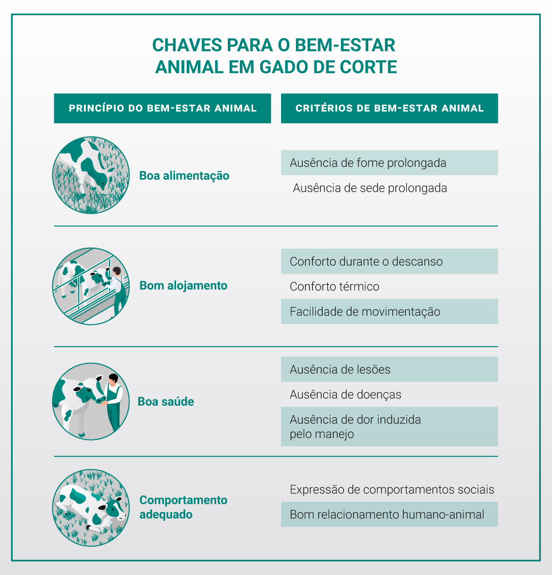 Bem-estar animal no gado de corte: cuidados essenciais